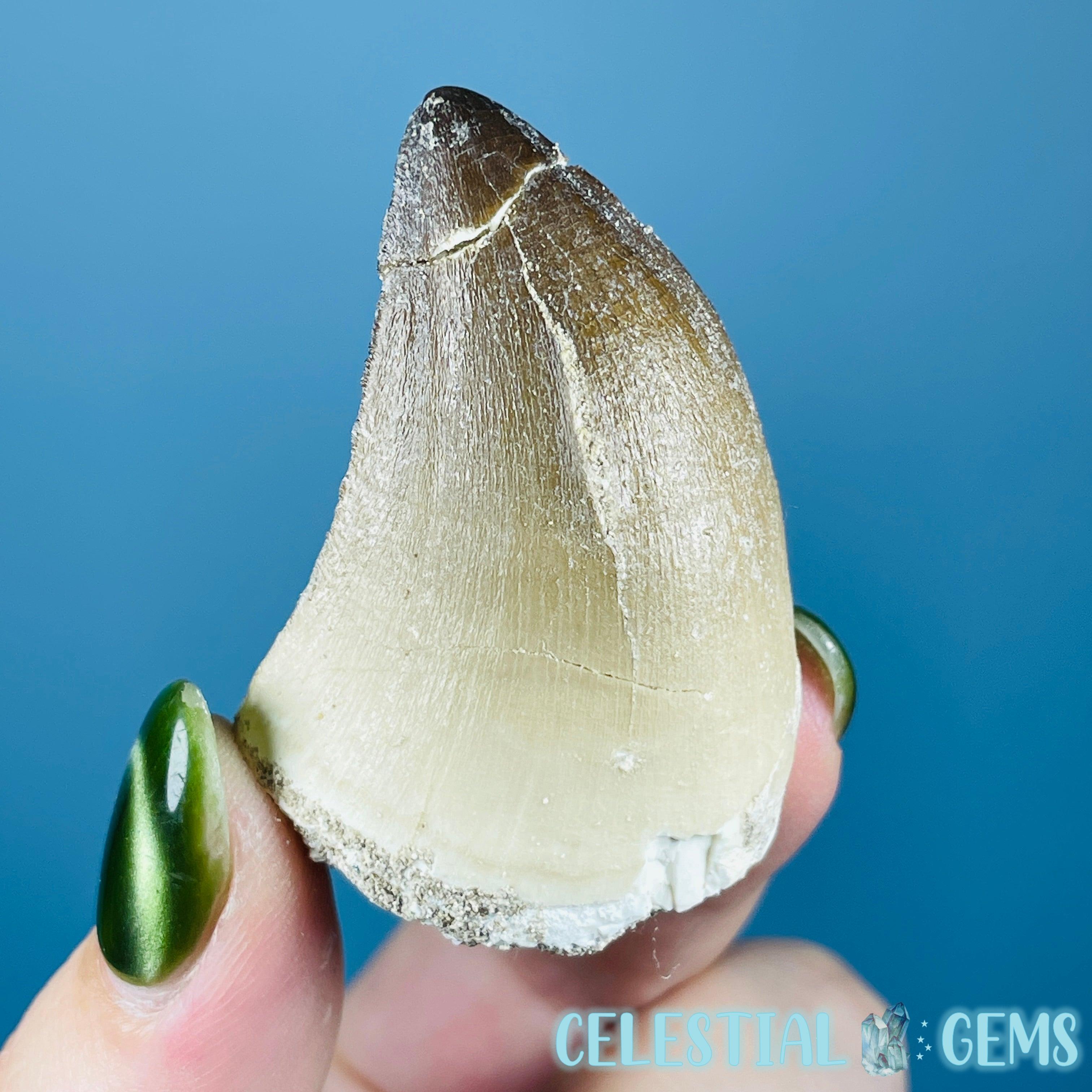 Mosasaur Large Tooth Fossil – Celestial Gems NZ